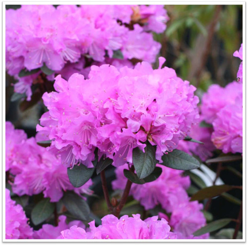 Rhododendron 'Anna Rose Whitney' - Devil Mountain Wholesale Nursery